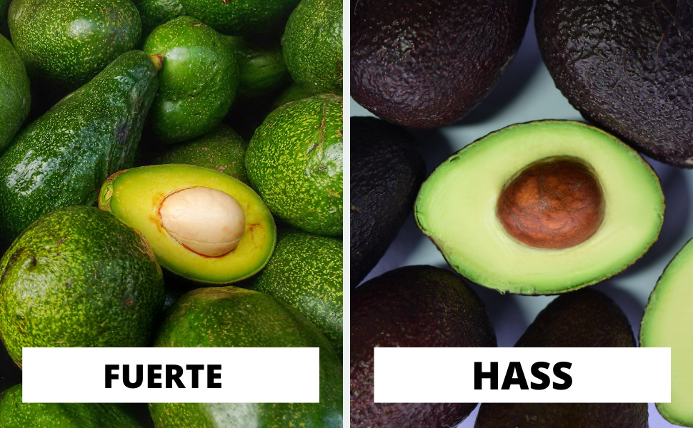 Awokado hass czy zielone? Jakie jest najsmaczniejsze i najzdrowsze?